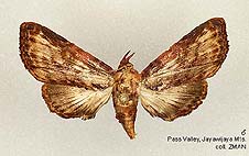 Papua Insects Foundation (Lepidoptera/Euteliinae thumbnails)